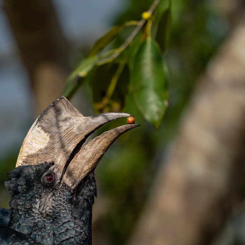 Gallery - Ian Ford Photography | 2024 Wildlife Photographer of the Year ...