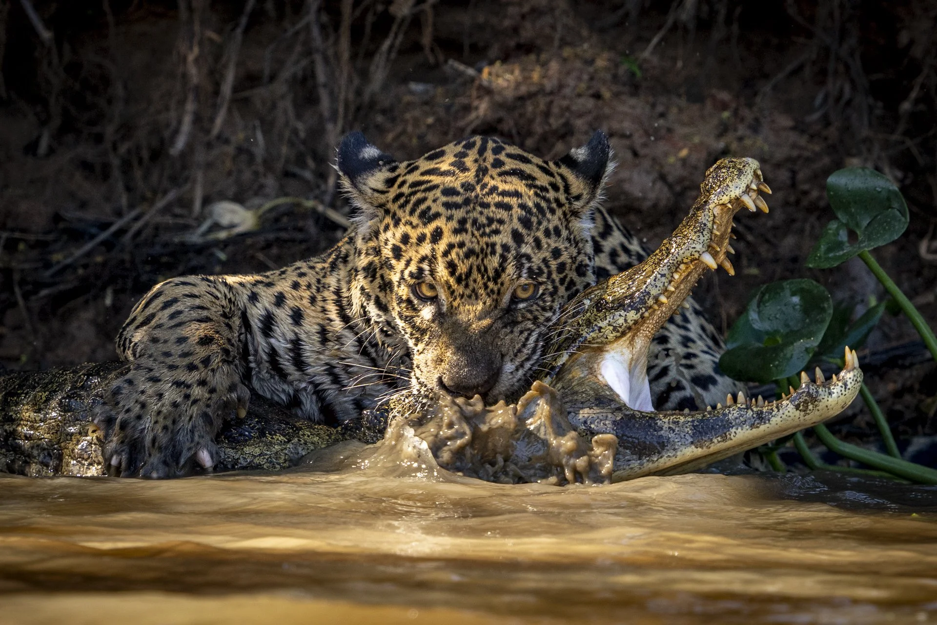 Gallery - Ian Ford Photography | 2024 Wildlife Photographer of the Year Highly Commended ...