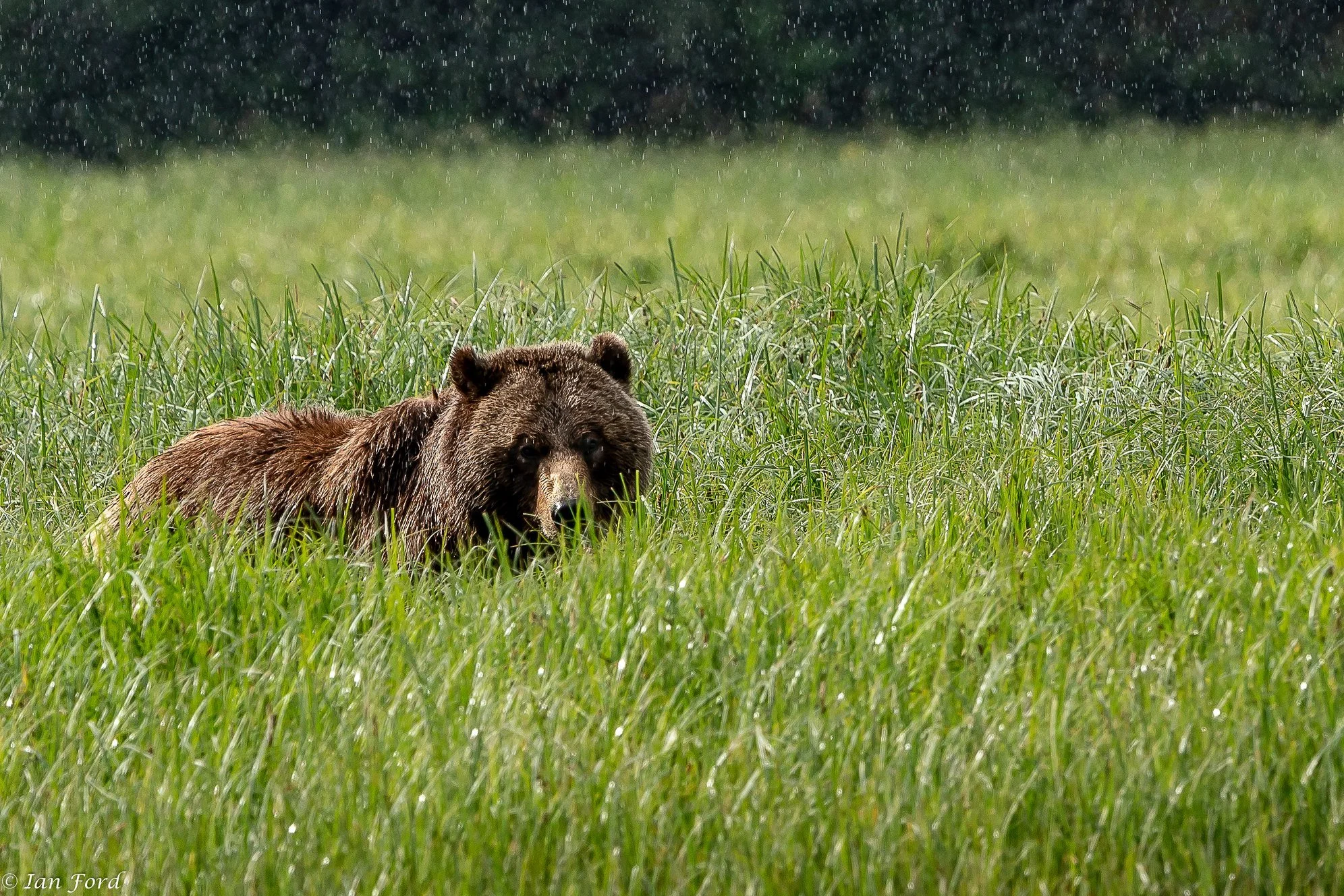 Gallery - Ian Ford Photography | 2024 Wildlife Photographer of the Year ...