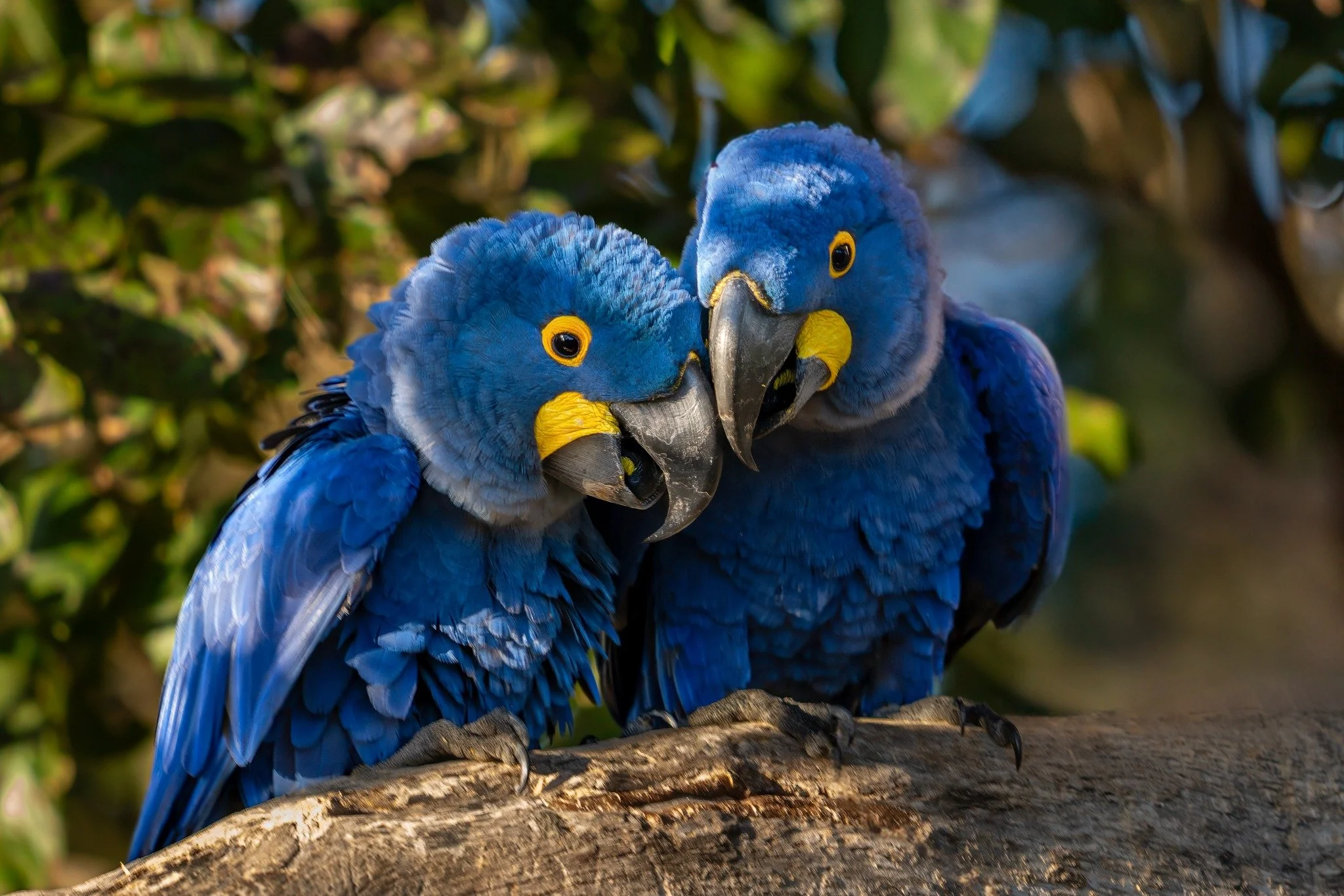 Gallery - Ian Ford Photography | 2024 Wildlife Photographer of the Year ...