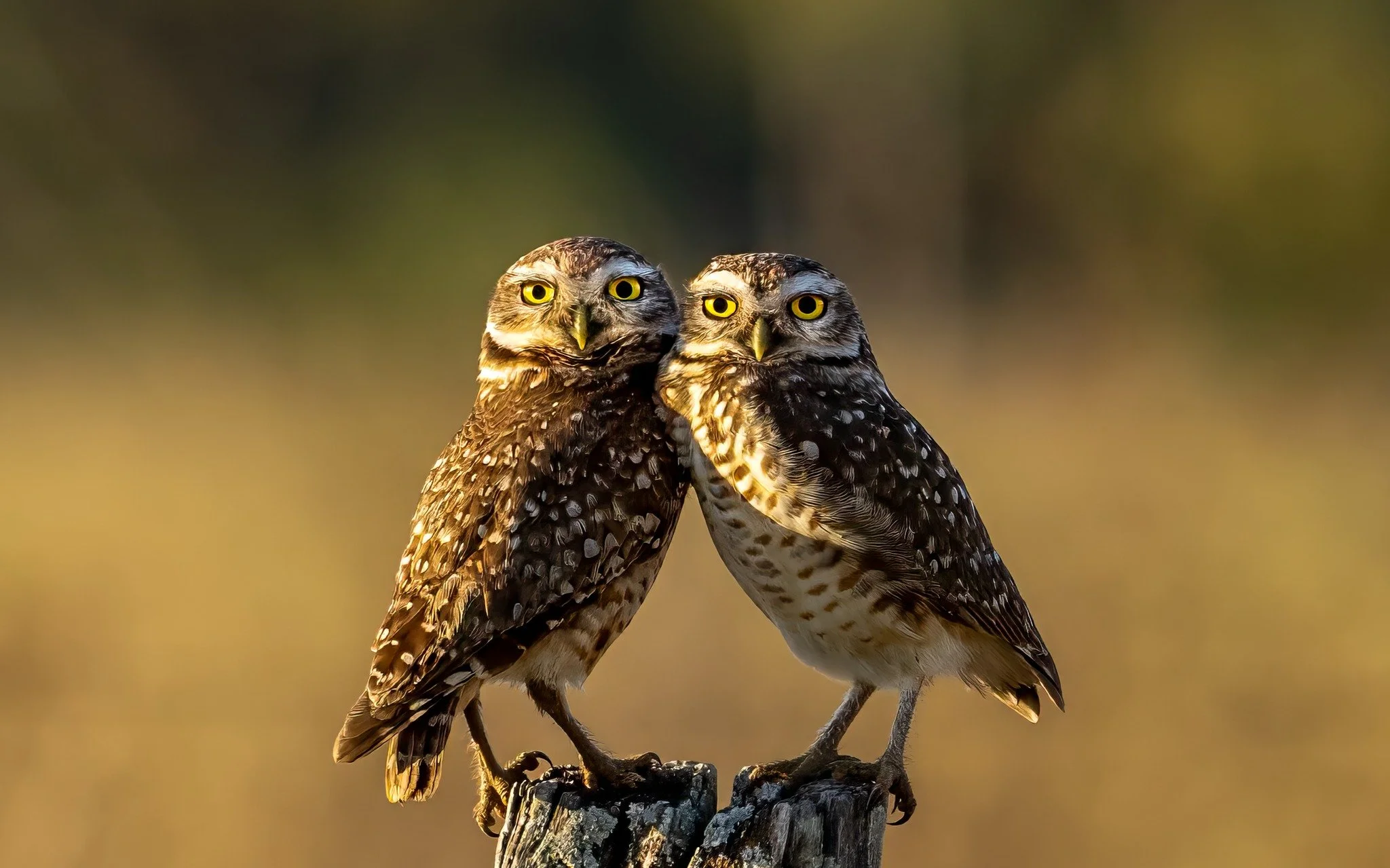 Gallery - Ian Ford Photography | 2024 Wildlife Photographer of the Year ...