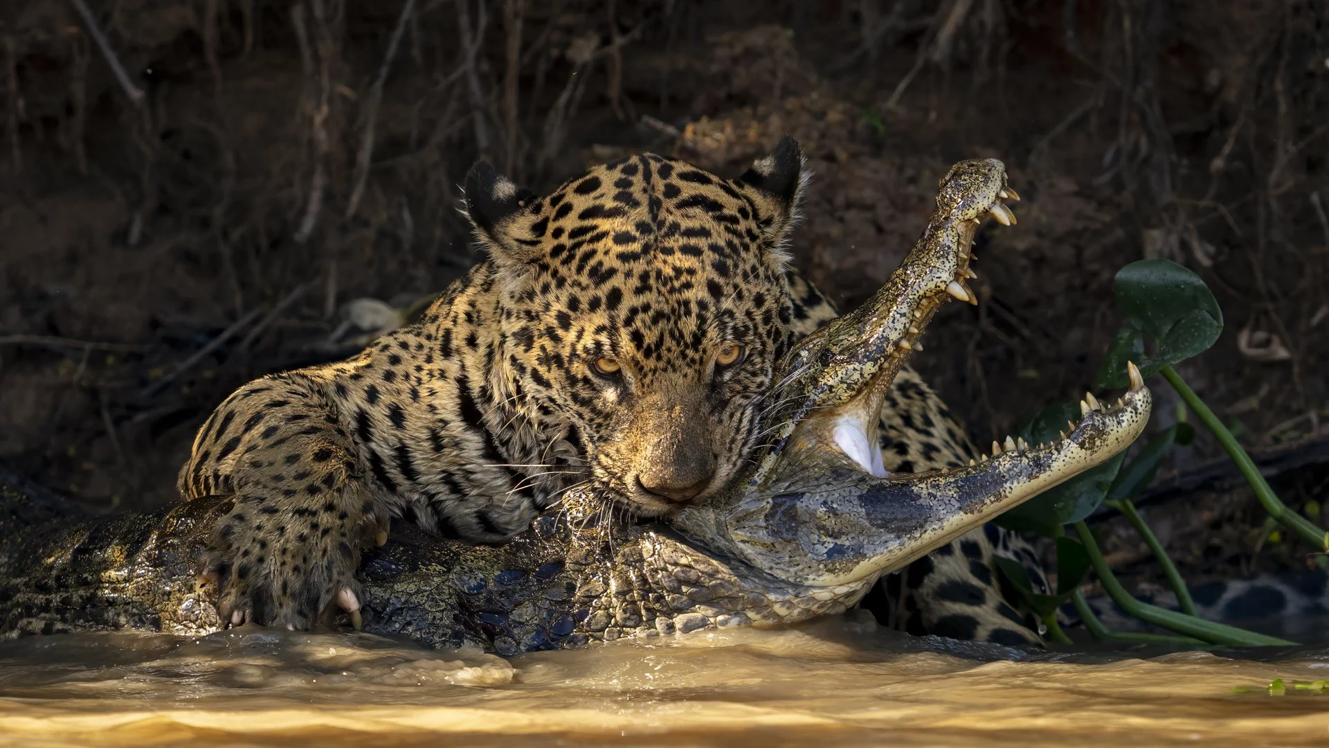 Gallery - Ian Ford Photography | 2024 Wildlife Photographer of the Year ...