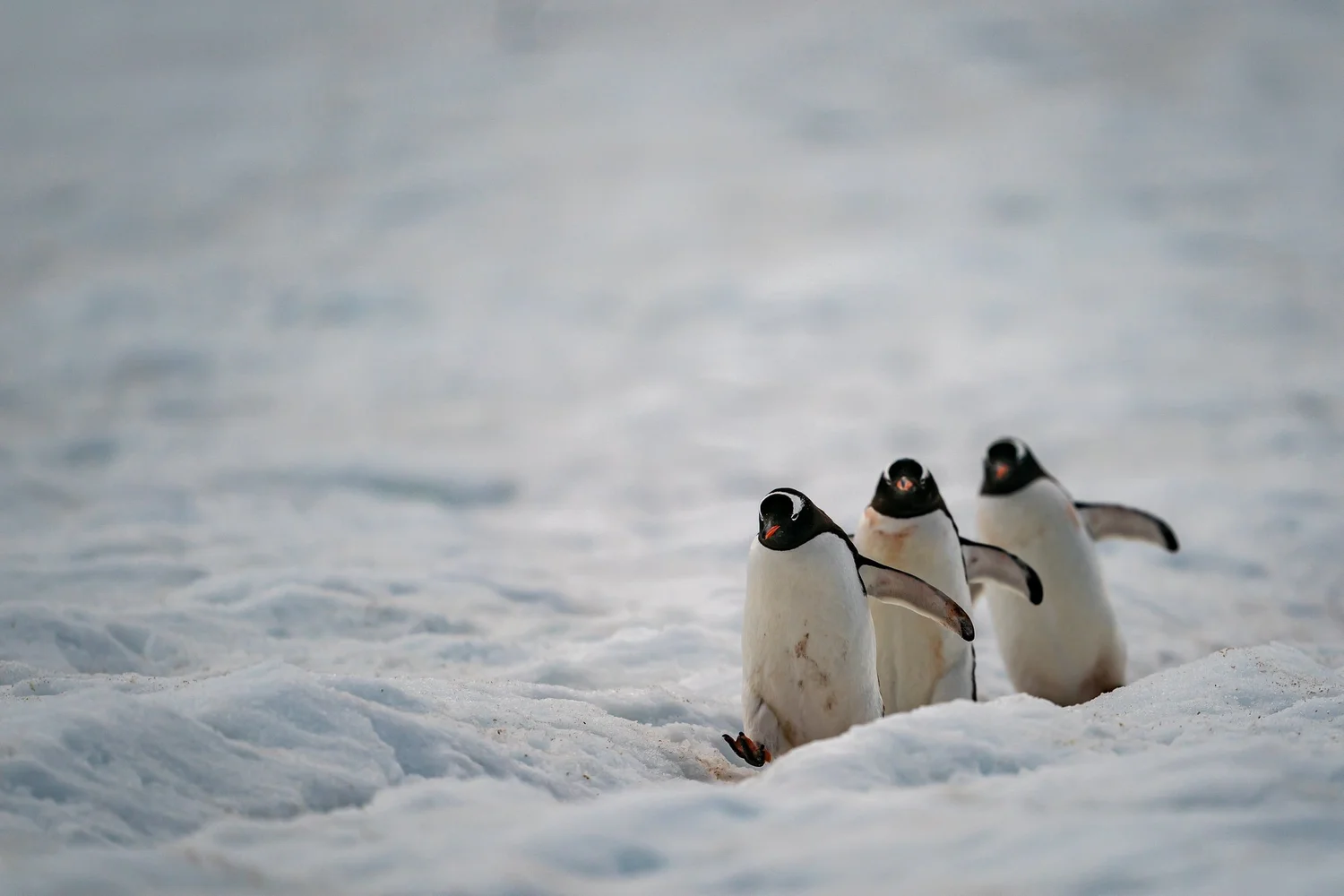 Gallery - Ian Ford Photography | 2024 Wildlife Photographer of the Year ...