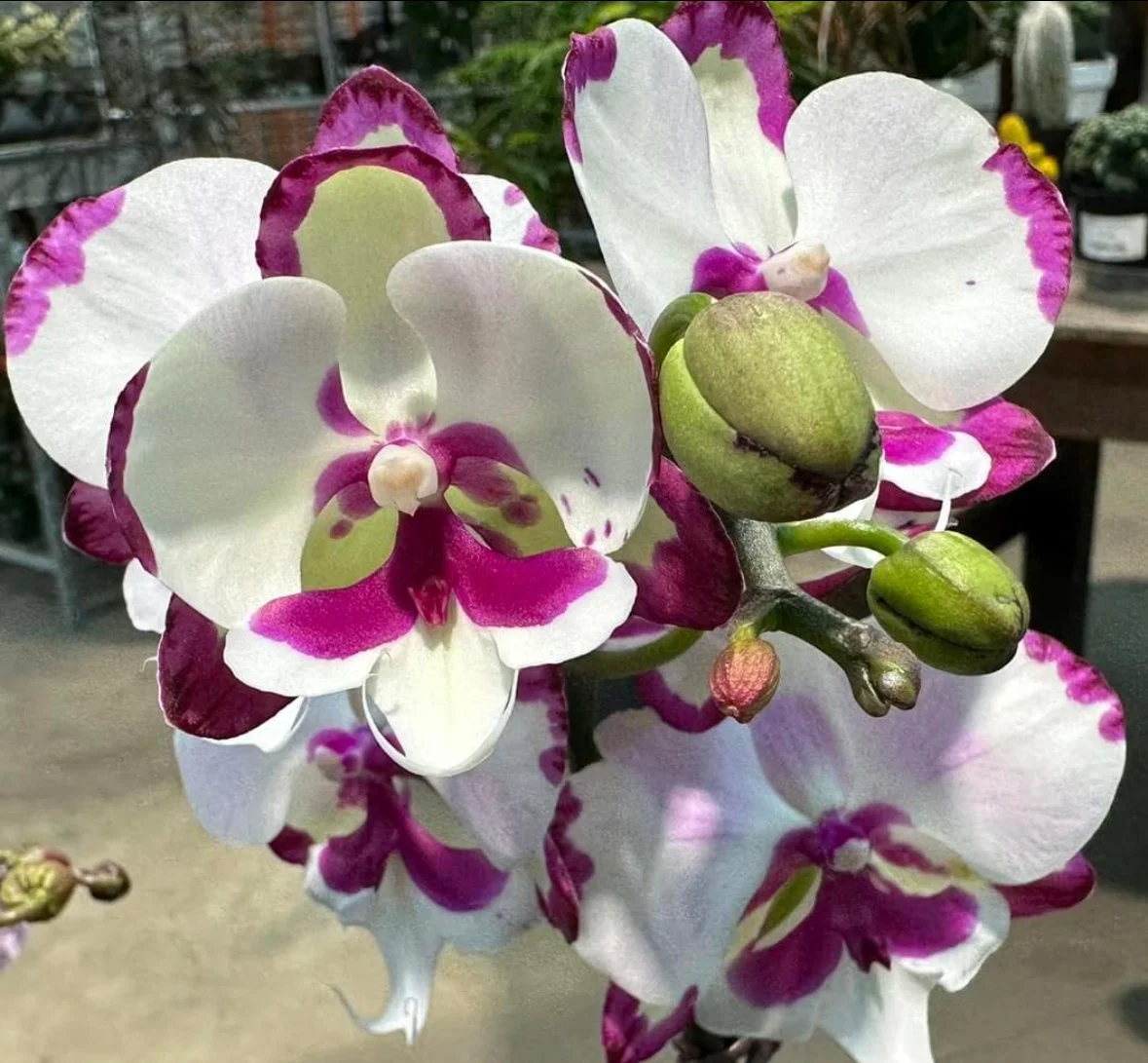 Gallery — Denton Plant Factory