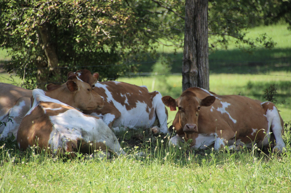 Golden Valley Farms | Fresh Farm Deliveries