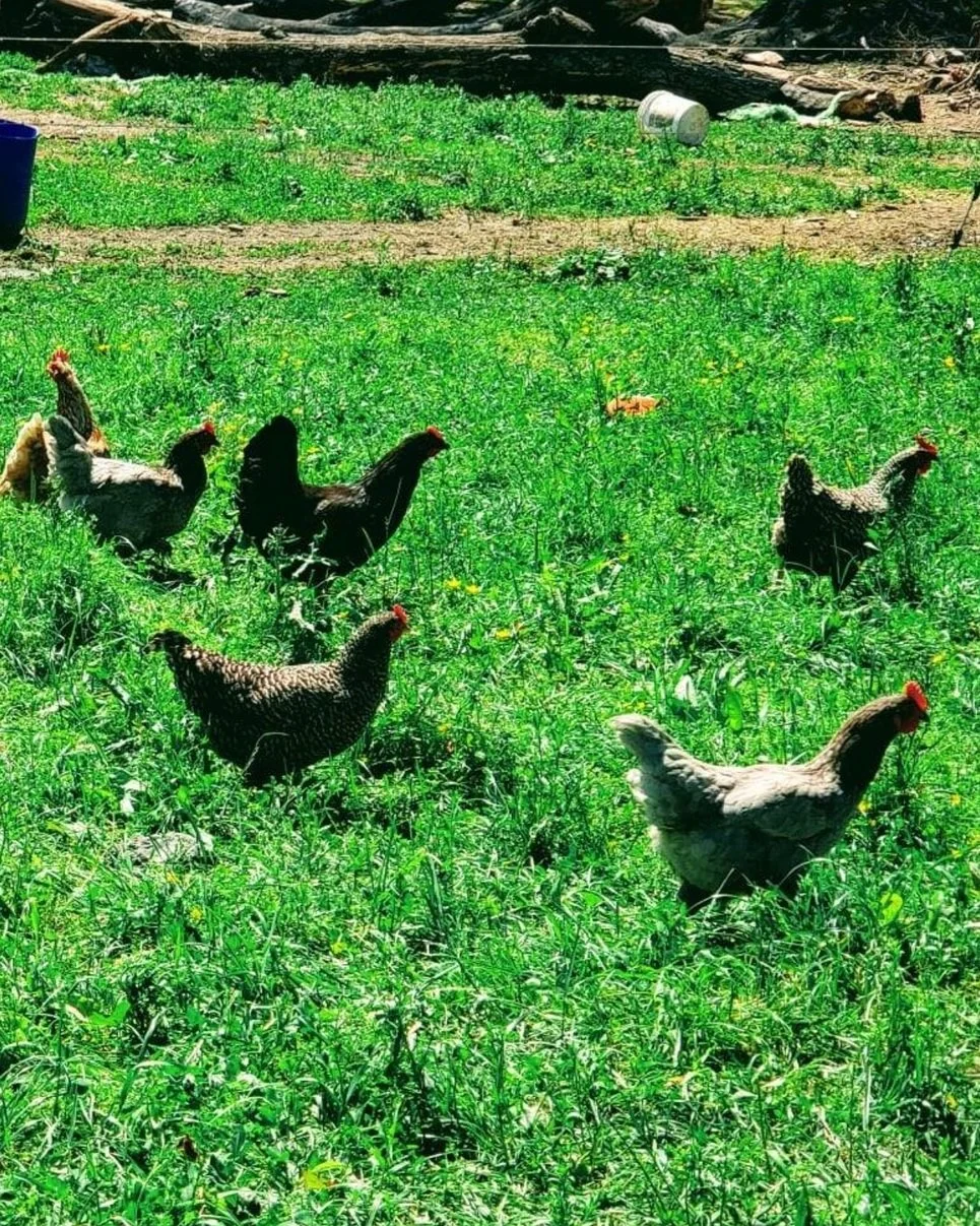 Golden Valley Farms | Fresh Farm Deliveries
