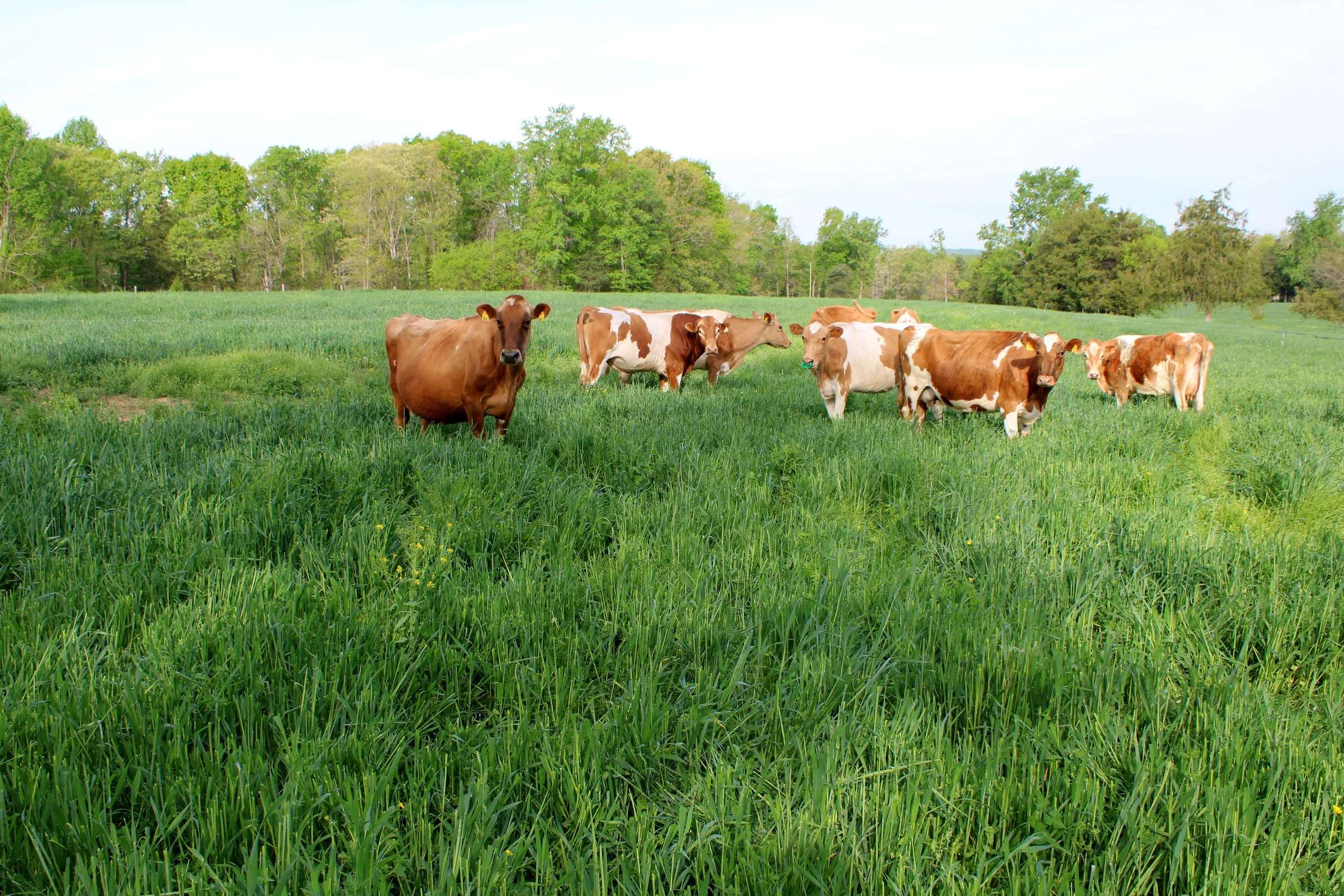 Golden Valley Farms | Fresh Farm Deliveries