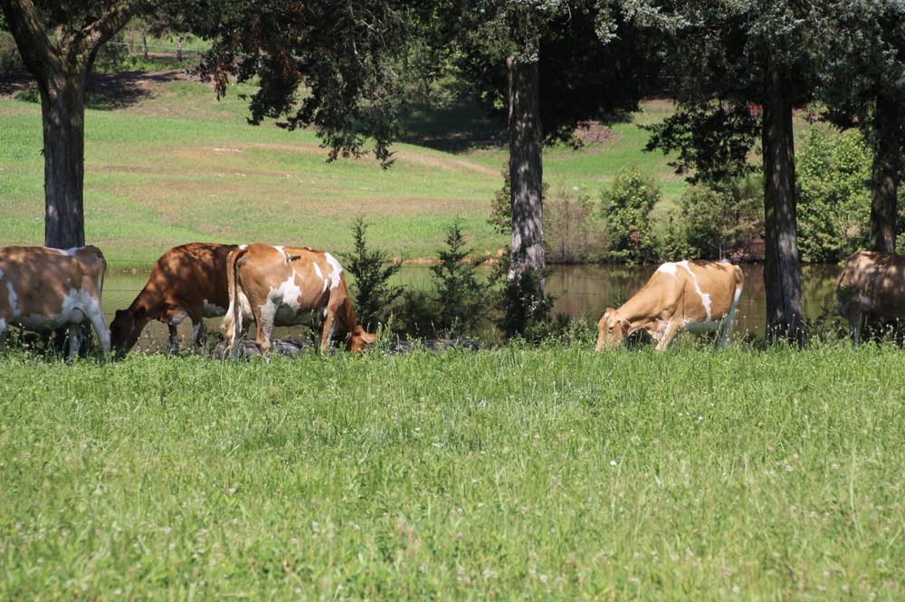 Golden Valley Farms | Fresh Farm Deliveries