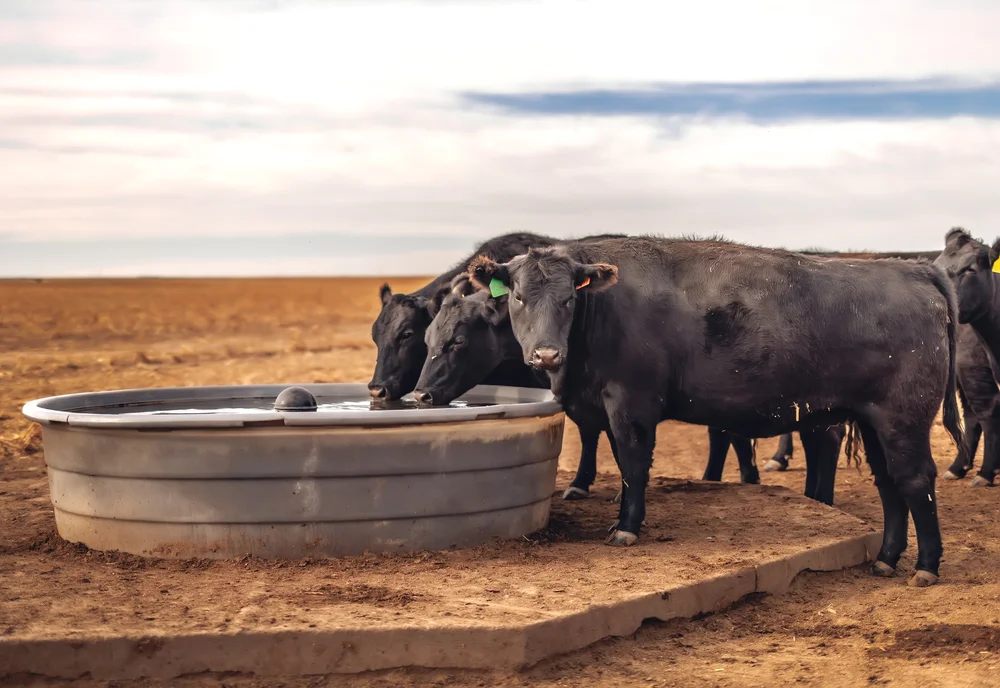 The Wholly Cow Market | High-Quality Grass-Fed Beef | Johnson, KS