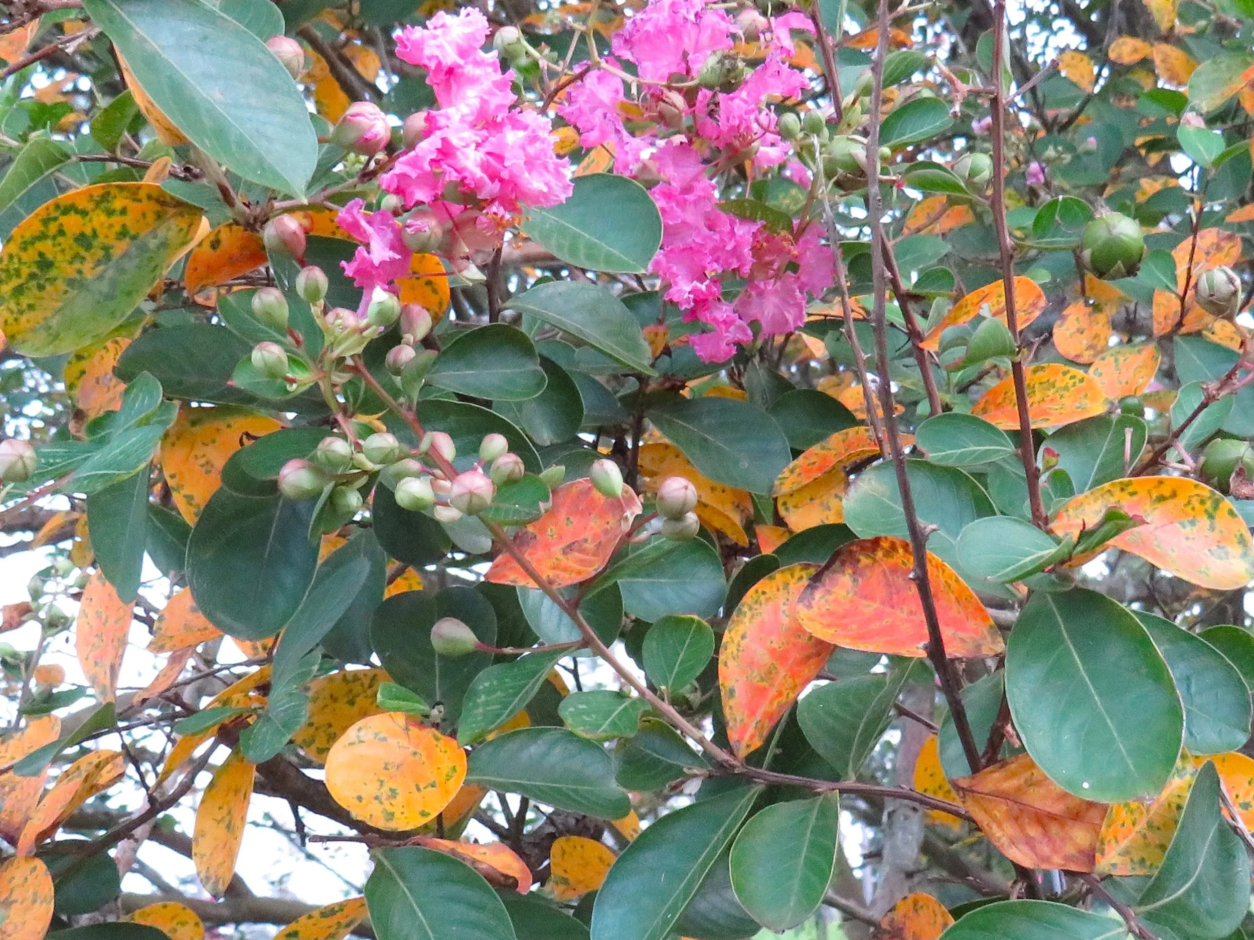 Cercospora Leaf Spot — Natural State Horticare