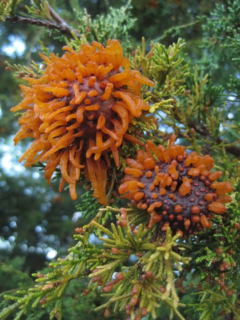 Cedar-Apple Rust — Natural State Horticare