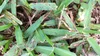 Gray Leaf Spot — Natural State Horticare