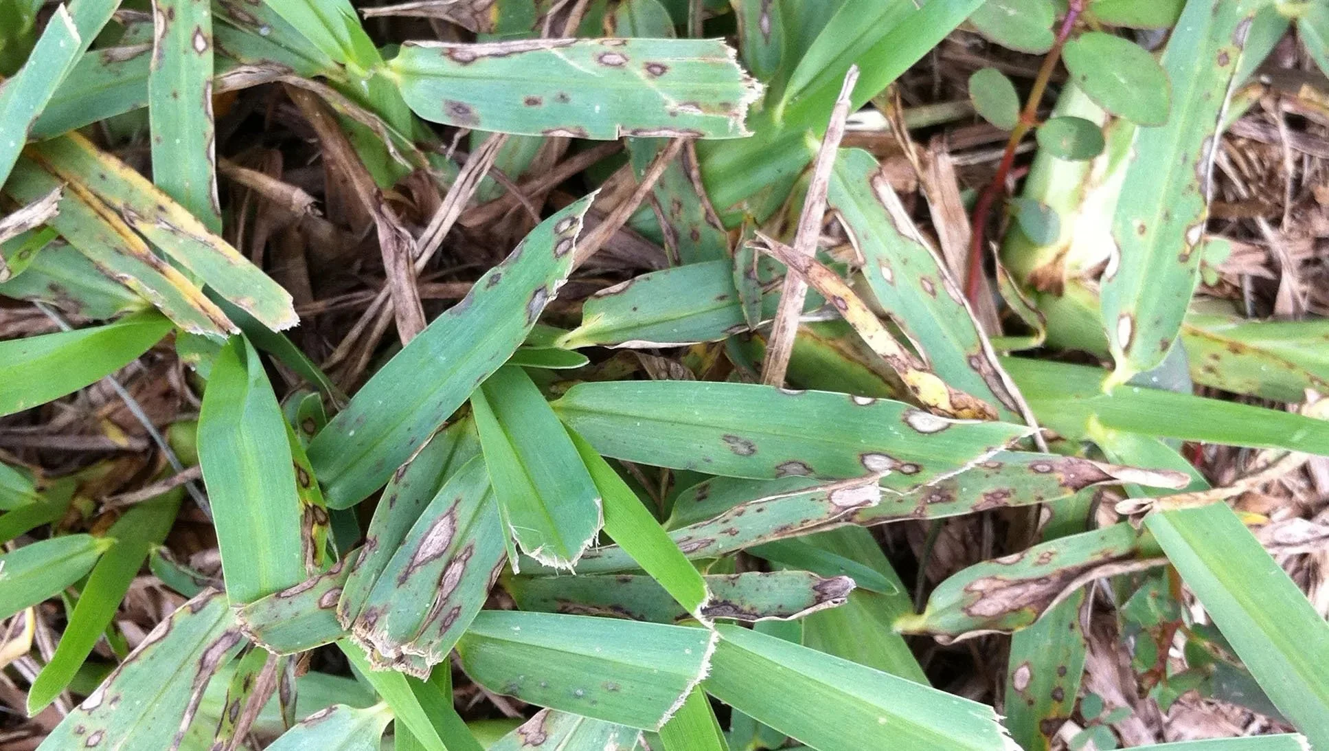 Gray Leaf Spot — Natural State Horticare