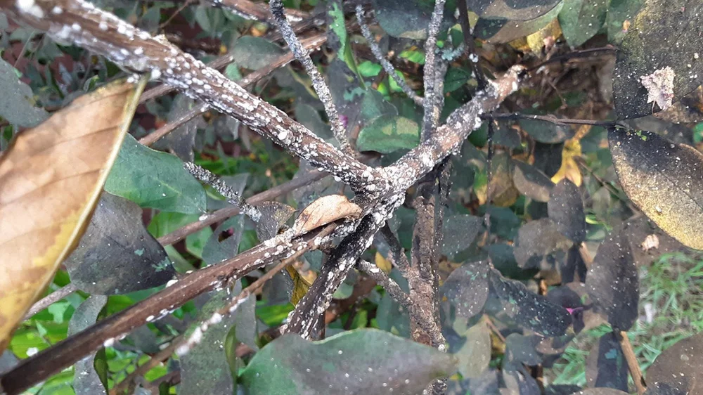 Crape Myrtles 101 — Natural State Horticare