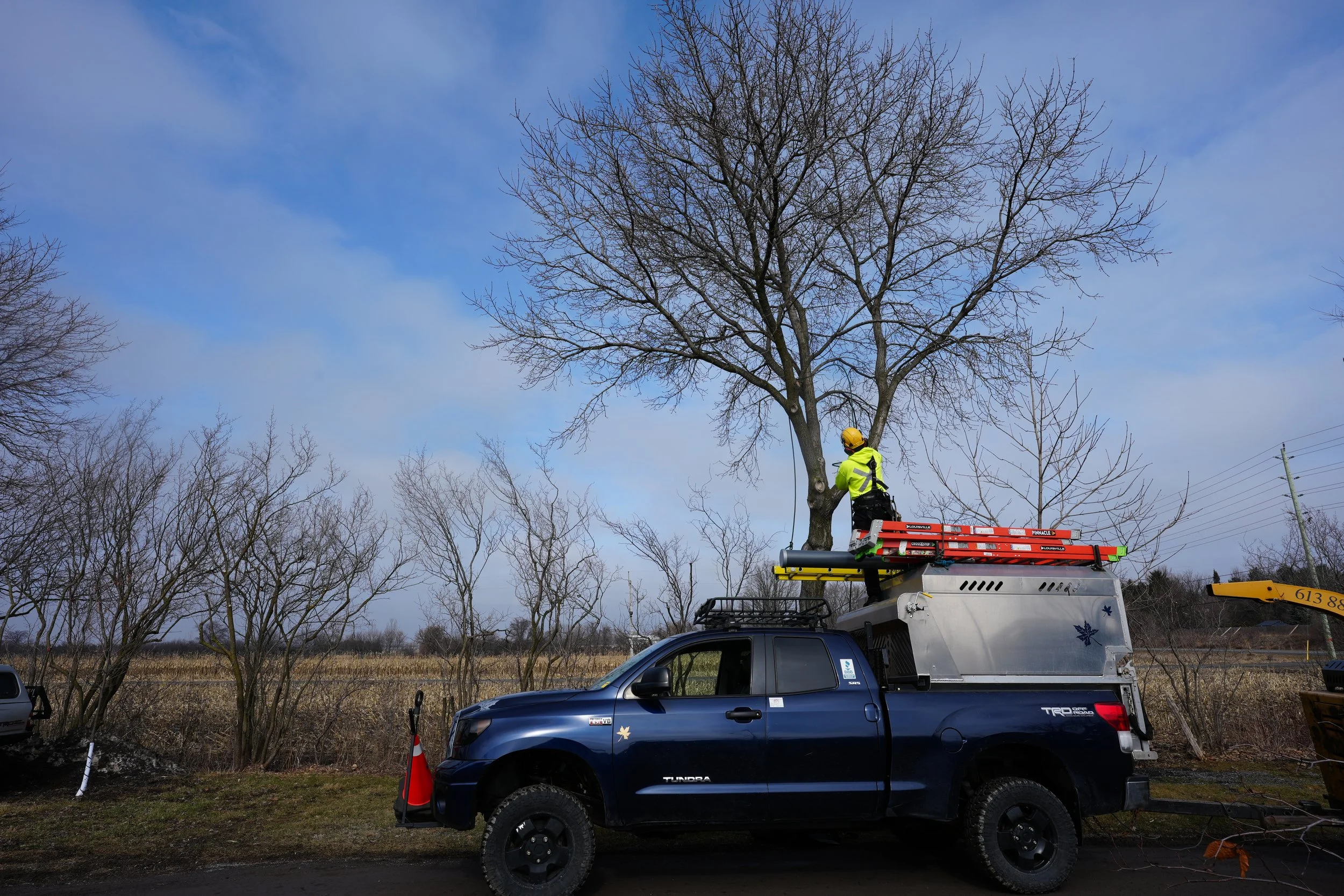 Valley Tree Services | Licensed Arborists in Ottawa, ON