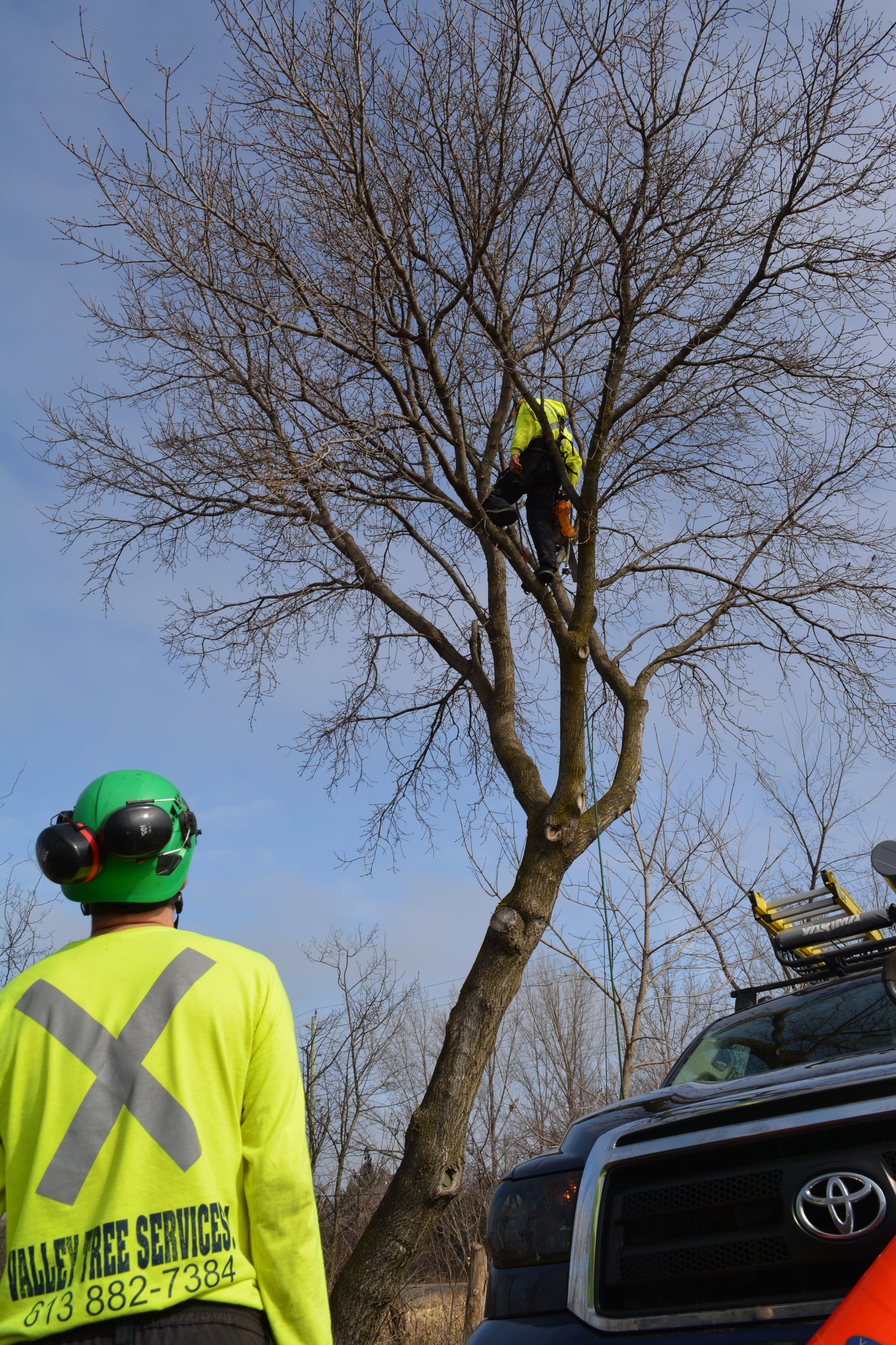 Valley Tree Services | Licensed Arborists in Ottawa, ON