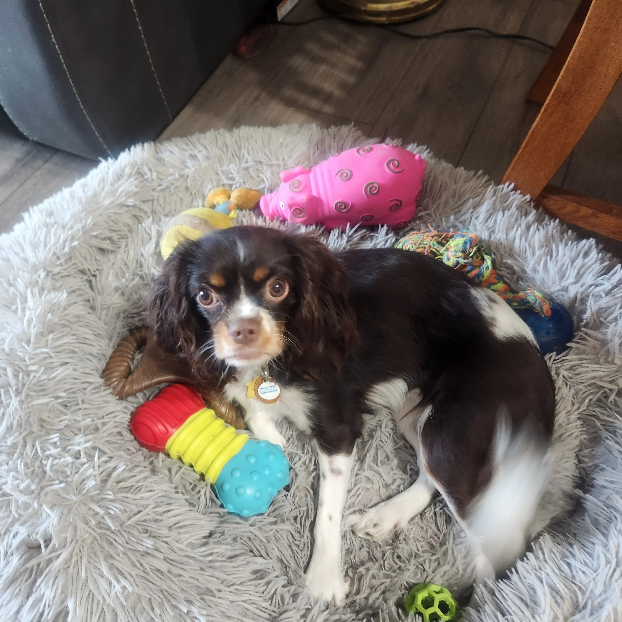 Cavalier Dog Breeder Florida | King Charles Cavalier Puppies for Sale ...