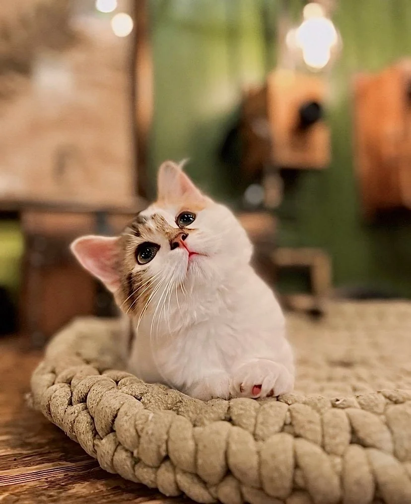 Cleocatra Cafe