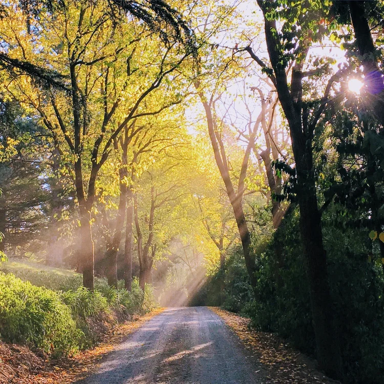 The Gardens | Explore and Enjoy the Gardens Today — Friends of Wombat ...
