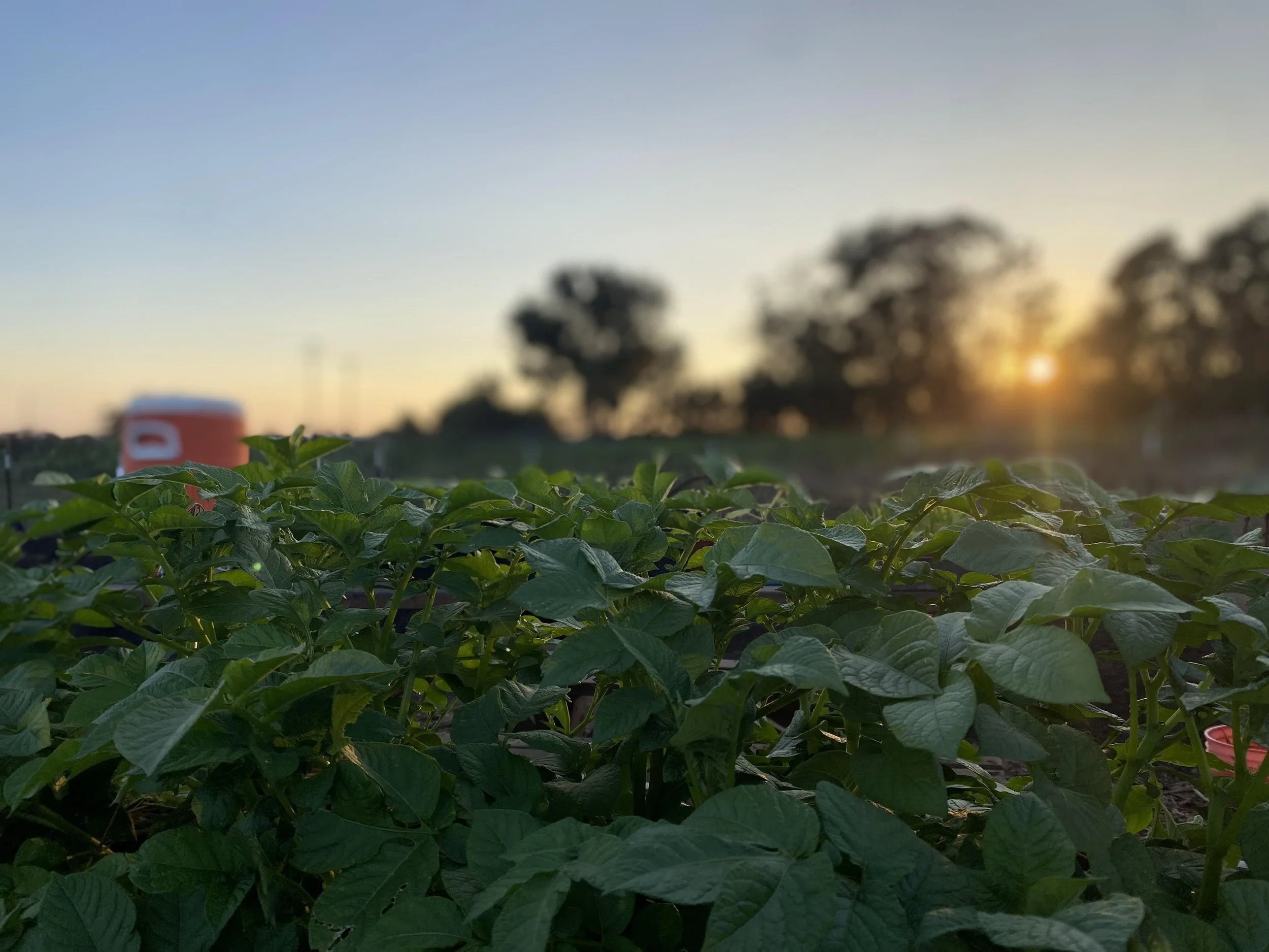 El Jardin: Spanish Immersion Experience — Carp Children's Farm