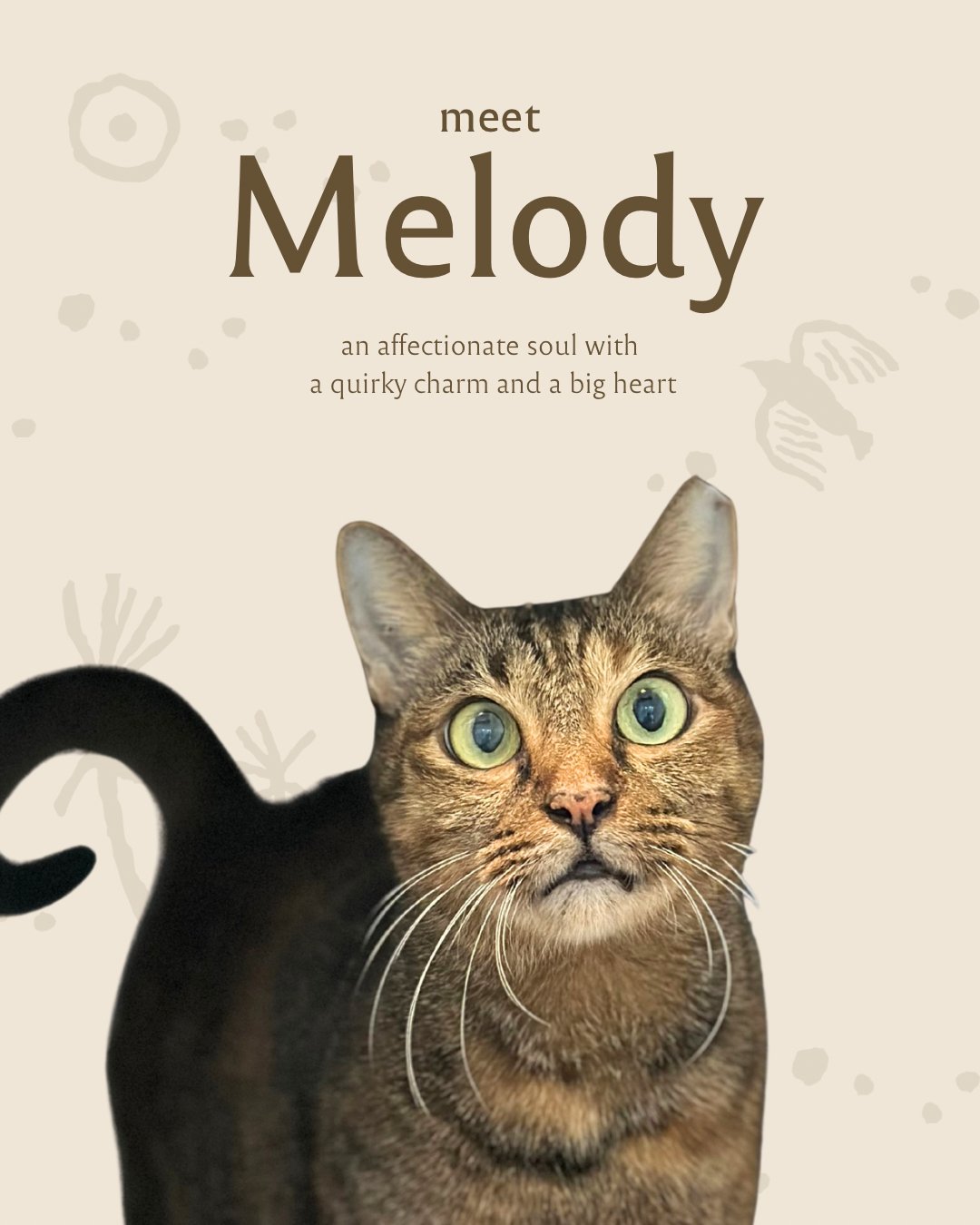 Cat Adoption Singapore - Meet & Adopt Cats at Local Adoption Events ...