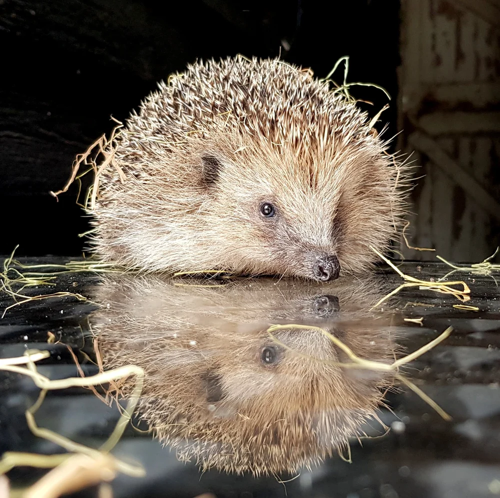 European Hedgehog Facts — SWCC Shepreth Wildlife Conservation Charity