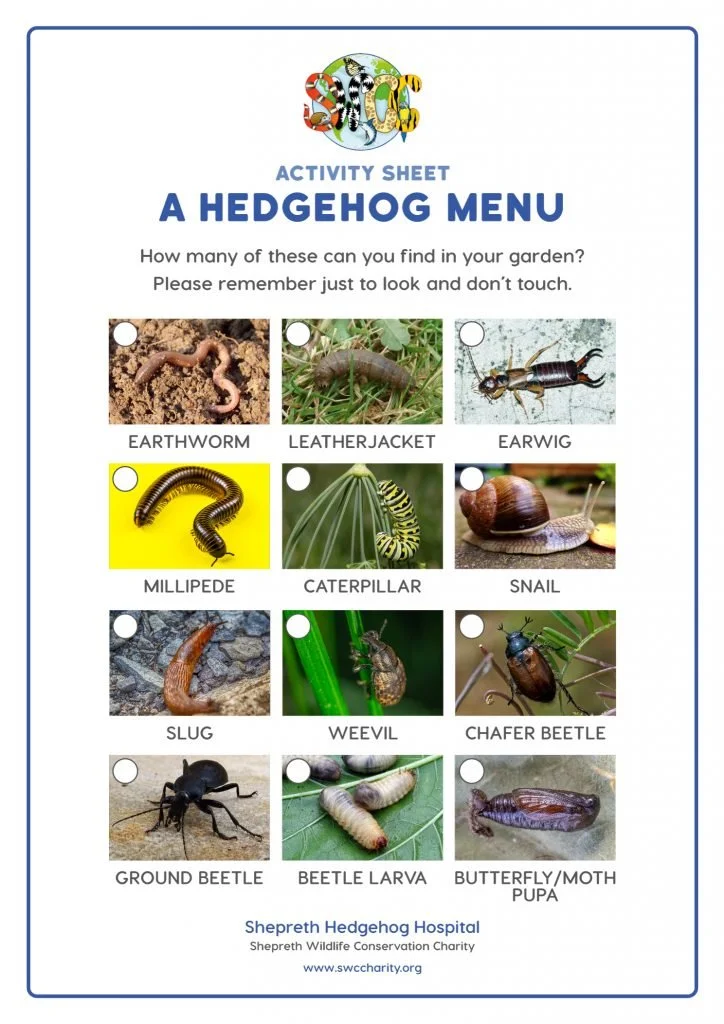 Hedgehog Children Downloadable Activity Sheets — SWCC Shepreth Wildlife ...