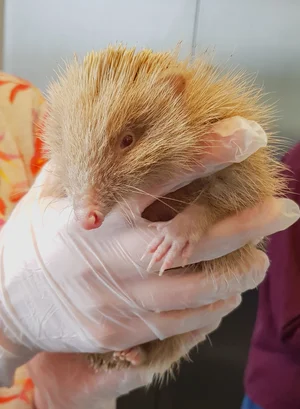 European Hedgehog Facts — SWCC Shepreth Wildlife Conservation Charity
