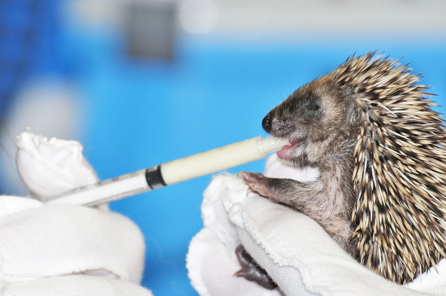 About the SWCC Hedgehog Hospital — SWCC Shepreth Wildlife Conservation ...