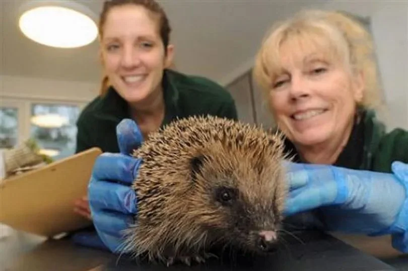 About the SWCC Hedgehog Hospital — SWCC Shepreth Wildlife Conservation ...