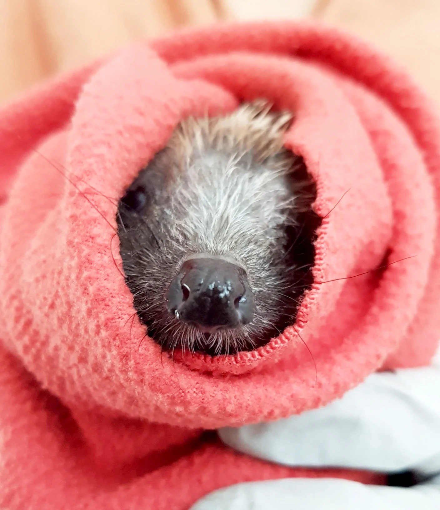 About the SWCC Hedgehog Hospital — SWCC Shepreth Wildlife Conservation ...
