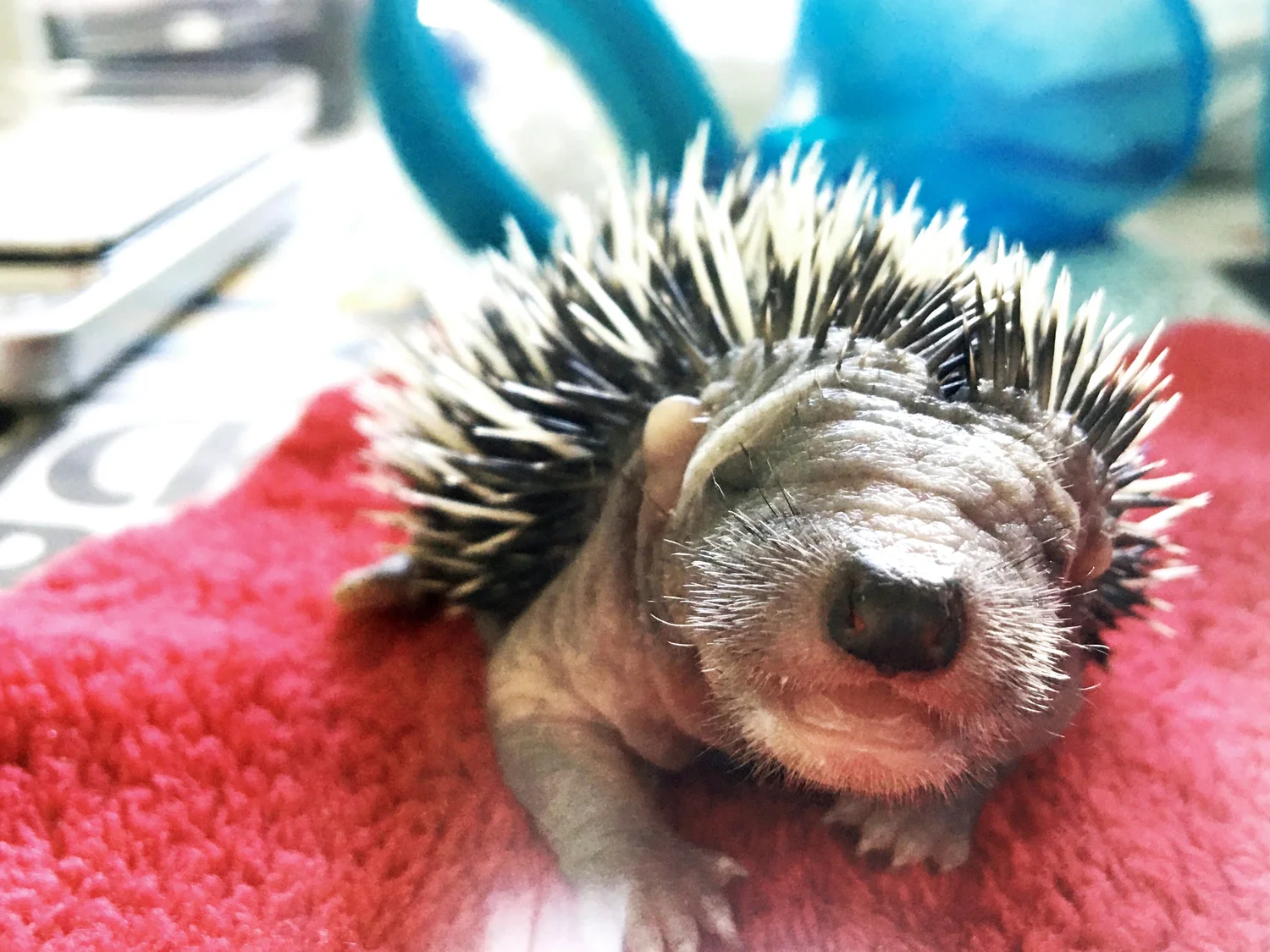 About the SWCC Hedgehog Hospital — SWCC Shepreth Wildlife Conservation ...