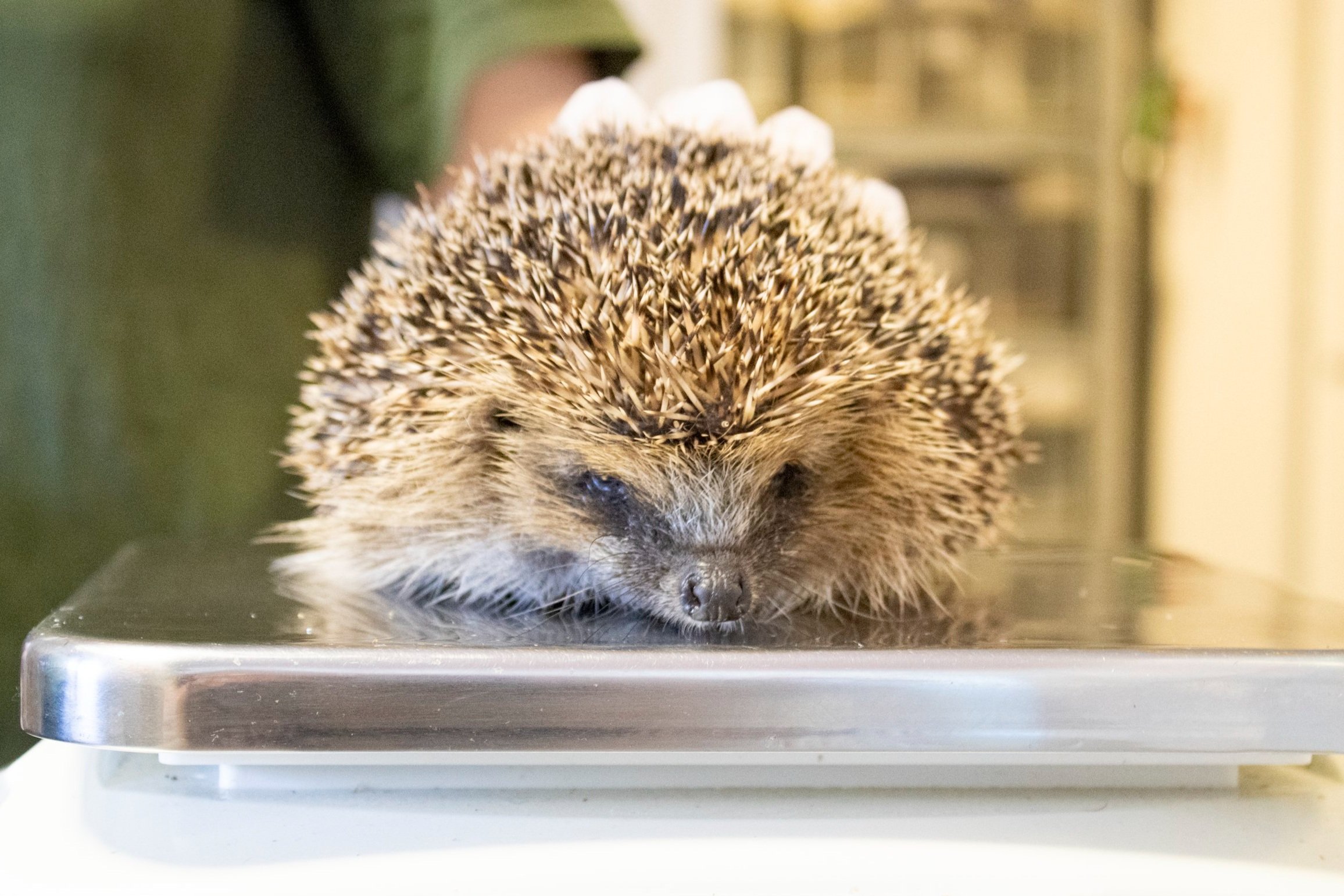 About the SWCC Hedgehog Hospital — SWCC Shepreth Wildlife Conservation ...