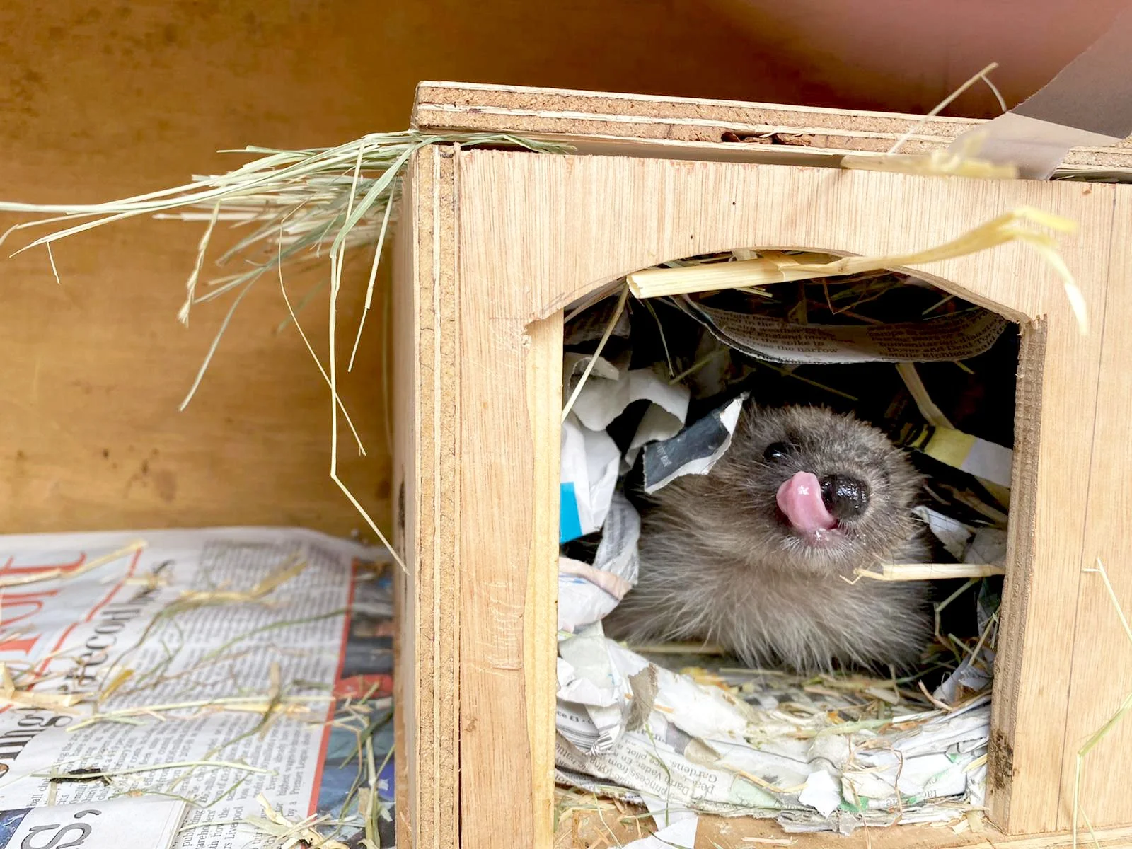 European Hedgehog Facts — SWCC Shepreth Wildlife Conservation Charity