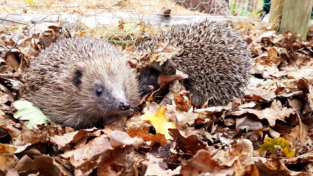 European Hedgehog Facts — SWCC Shepreth Wildlife Conservation Charity