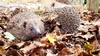 European Hedgehog Facts — SWCC Shepreth Wildlife Conservation Charity