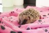 European Hedgehog Facts — SWCC Shepreth Wildlife Conservation Charity