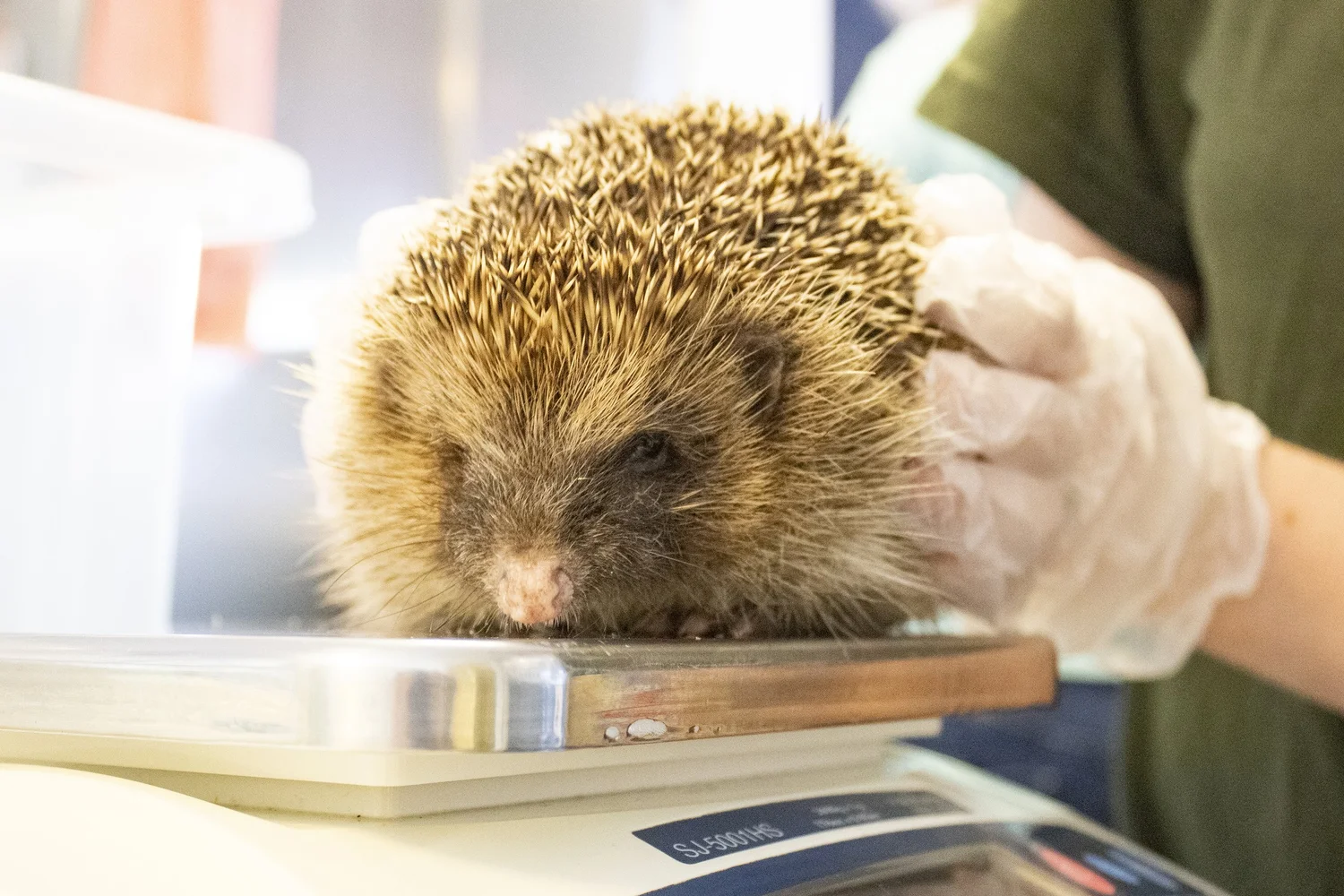European Hedgehog Facts — SWCC Shepreth Wildlife Conservation Charity