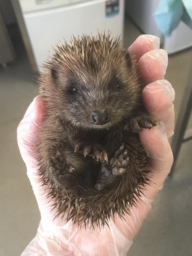 European Hedgehog Facts — SWCC Shepreth Wildlife Conservation Charity