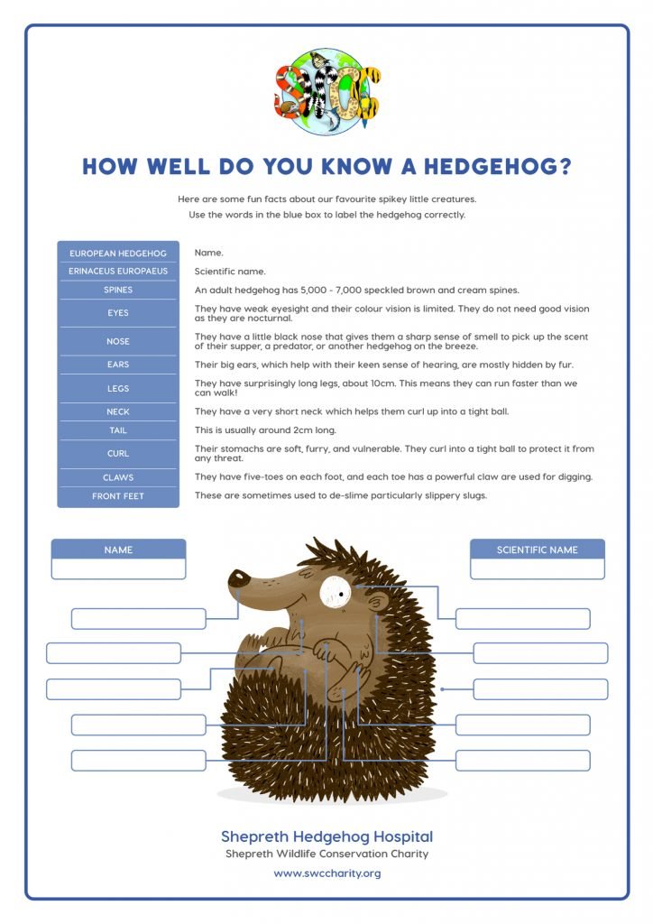 Hedgehog Children Downloadable Activity Sheets — SWCC Shepreth Wildlife ...