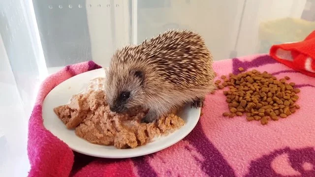 European Hedgehog Facts — SWCC Shepreth Wildlife Conservation Charity