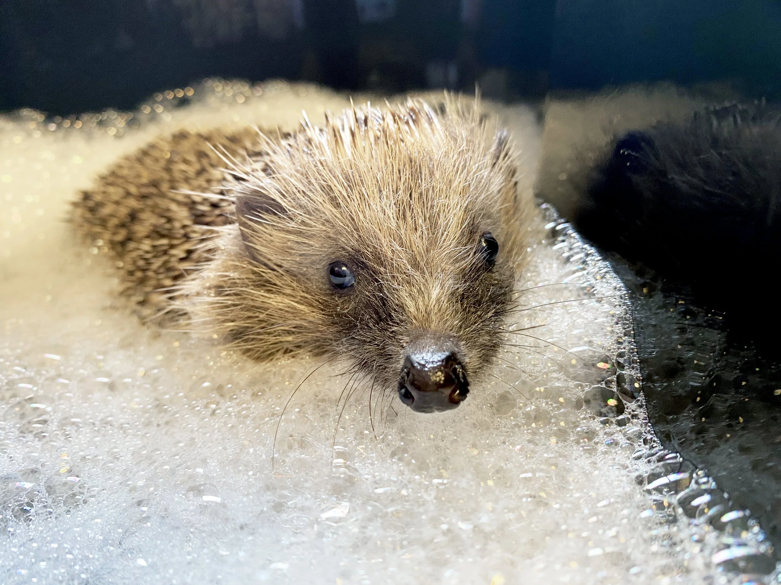 About the SWCC Hedgehog Hospital — SWCC Shepreth Wildlife Conservation ...