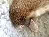 European Hedgehog Facts — SWCC Shepreth Wildlife Conservation Charity