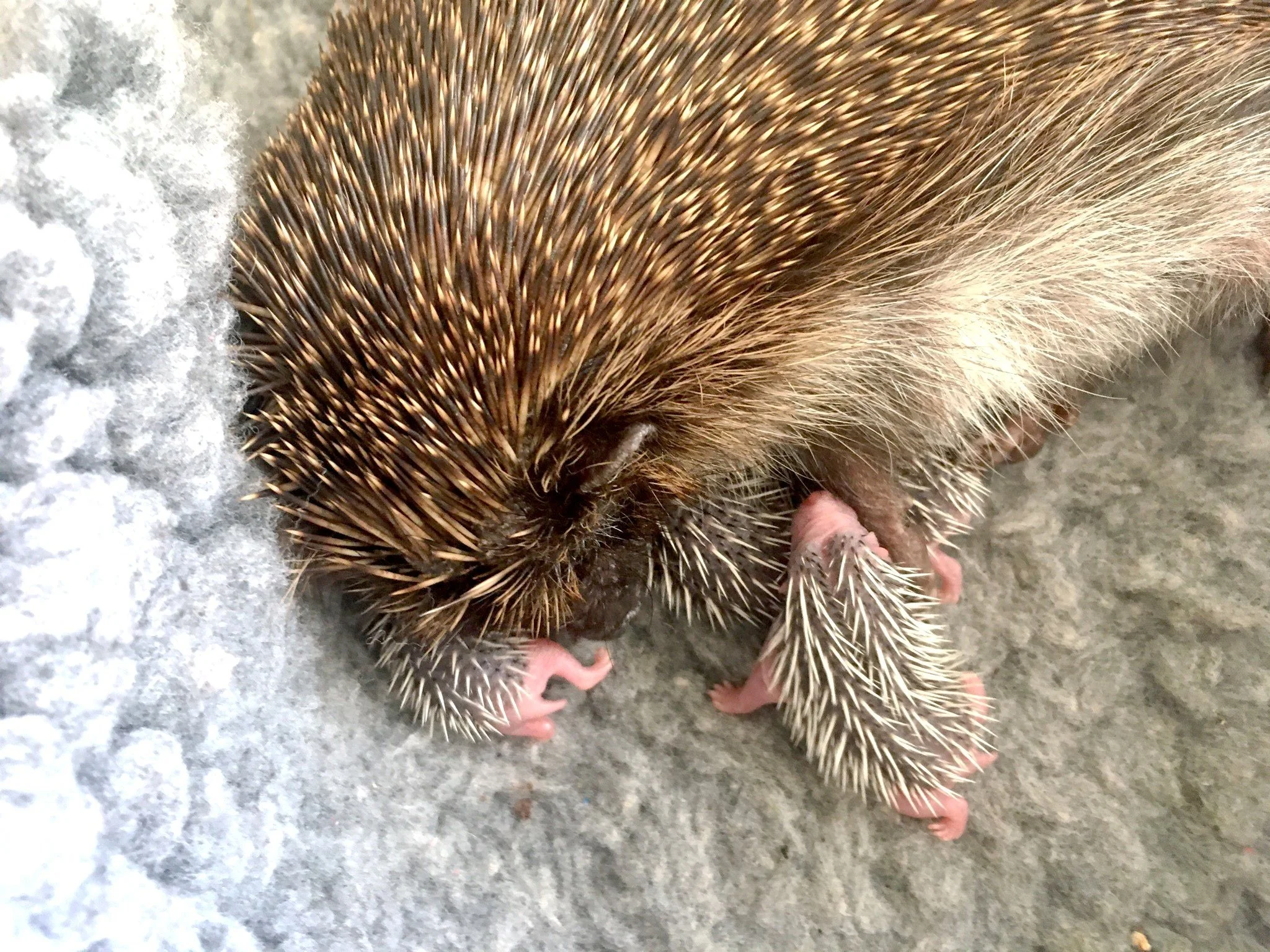 European Hedgehog Facts — SWCC Shepreth Wildlife Conservation Charity