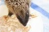 Hedgehog Feeding Guide — SWCC Shepreth Wildlife Conservation Charity