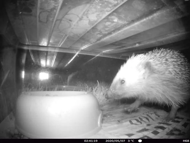 Hedgehog Feeding Guide — SWCC Shepreth Wildlife Conservation Charity