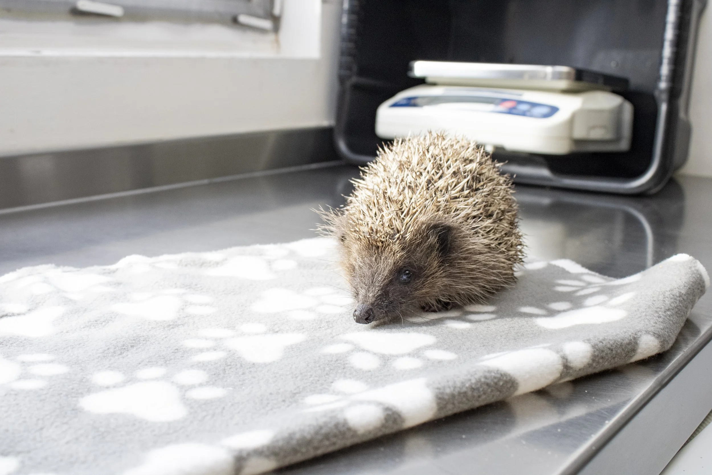 European Hedgehog Facts — SWCC Shepreth Wildlife Conservation Charity