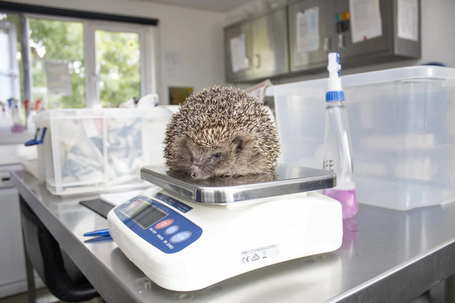 About the SWCC Hedgehog Hospital — SWCC Shepreth Wildlife Conservation ...