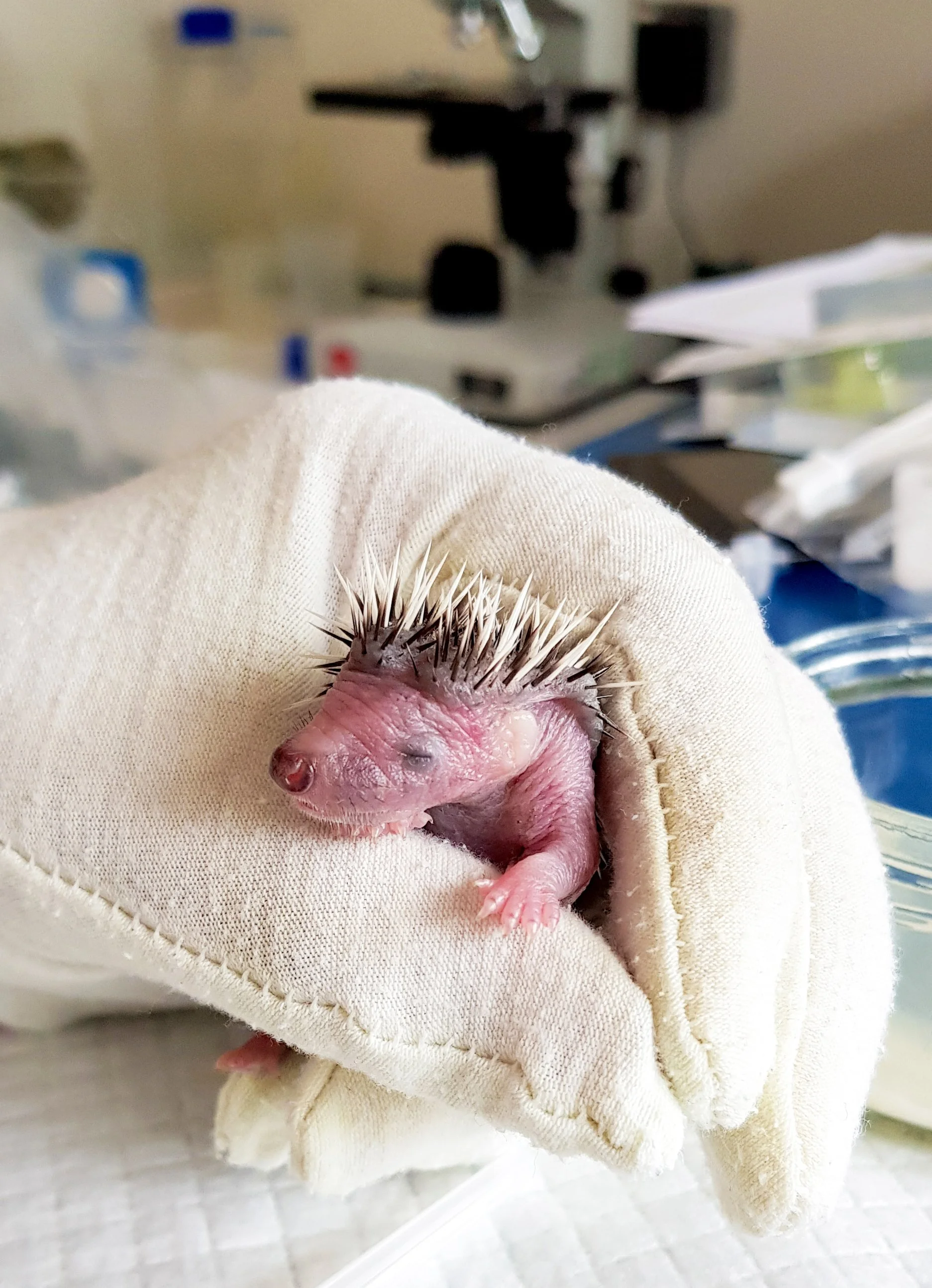 About the SWCC Hedgehog Hospital — SWCC Shepreth Wildlife Conservation ...