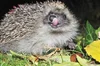About the SWCC Hedgehog Hospital — SWCC Shepreth Wildlife Conservation ...